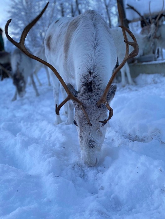 Fauske :: Visit Reindeer